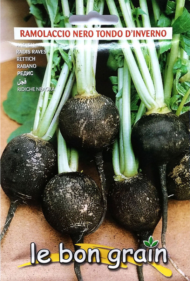 Ridiche neagra Nero Tondo d'Inverno (100 g), seminte ridiche neagra de ...
