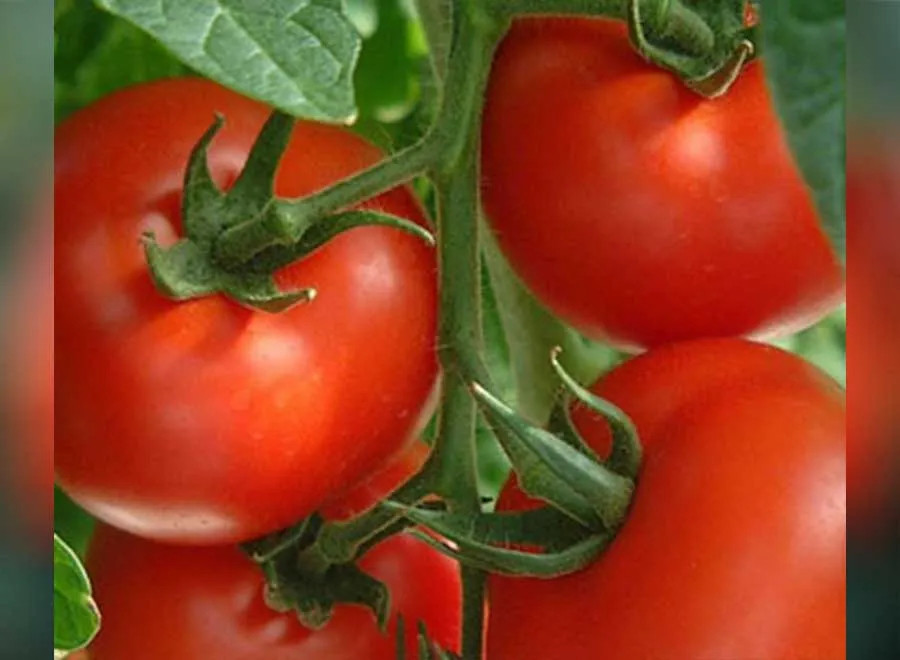 Rosii Rila F1 (250 sem.), seminte hibrid semitimpuriu nedeterminat ...