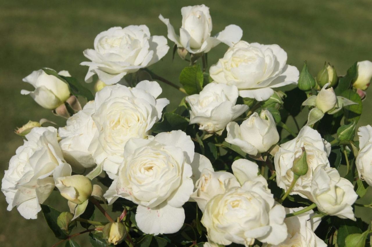 Trandafir Crystal (1 butas), trandafiri flori albe mari in buchete ...