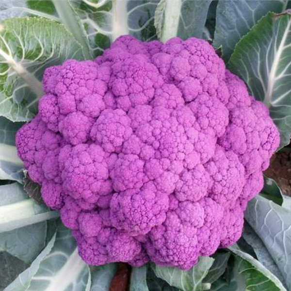 Conopida Sicily Purple (1 g), seminte soi tardiv, capatana mov ...
