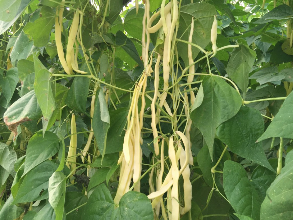 Fasole Baldana (50 g), seminte soi timpuriu, fasole urcatoare galbena ...
