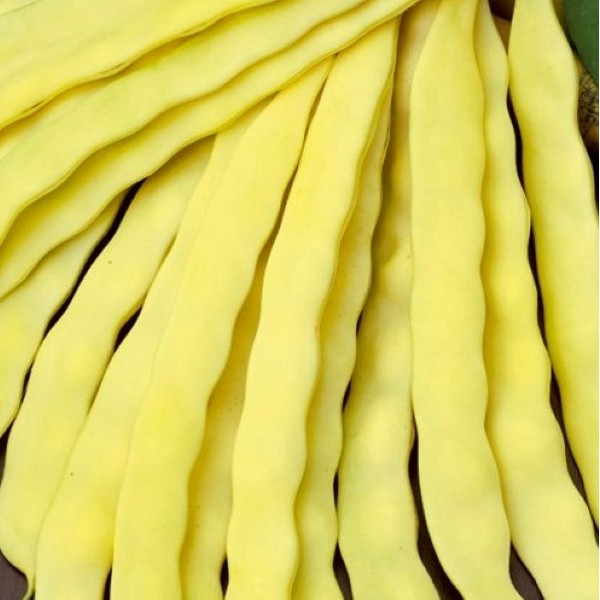 Fasole Meraviglia di Venezia (1 kg), seminte soi timpuriu, fasole ...