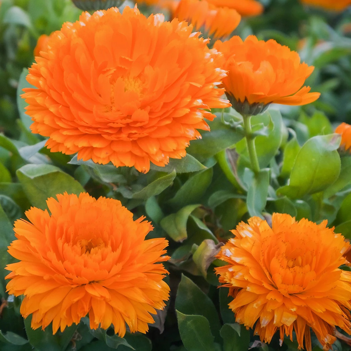 Galbenele Candyman (2 g) seminte Calendula officinalis cu flori mari ...