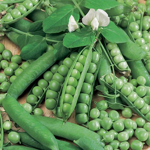 Mazare de gradina Ambassador (1 kg), seminte soi semitardiv, mazare ...