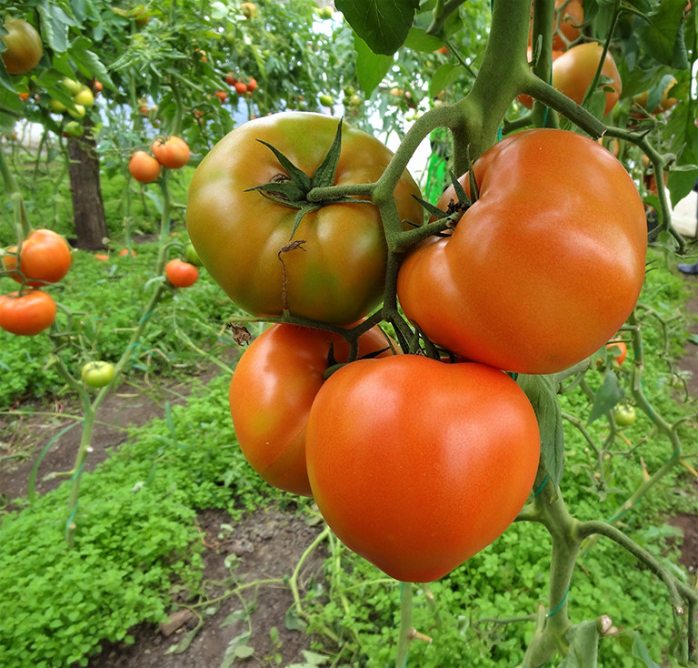 Rosii Ismini F1 (500 sem), seminte hibrid nedeterminat, tomate mari ...