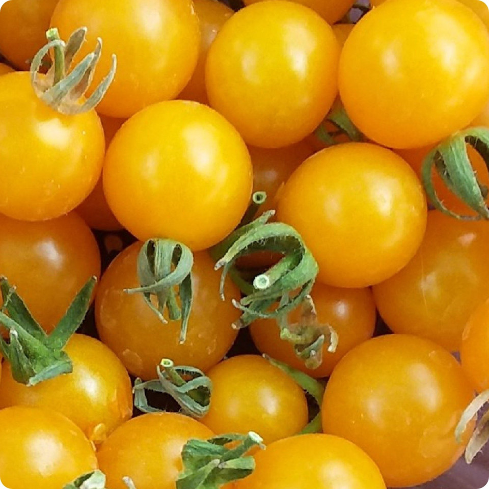 Rosii Yellow Cherry (0,2 g), seminte soi timpuriu nedeterminat, tomate galbene rotunde, mici ...