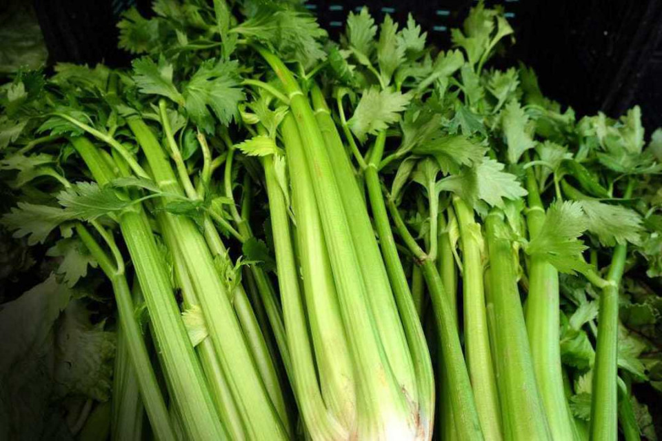 Telina de petiol Pascal Green (1 g), seminte soi cu petiol carnos ...
