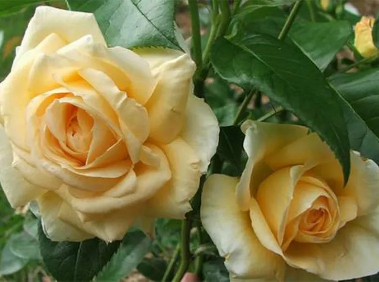 Trandafir Casanova (1 butas), trandafiri flori mari, parfum discret ...