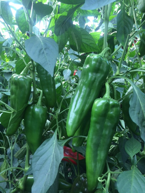 Ardei capia Teseo F1 (20 sem), seminte hibrid semitimpuriu, ardei mari ...