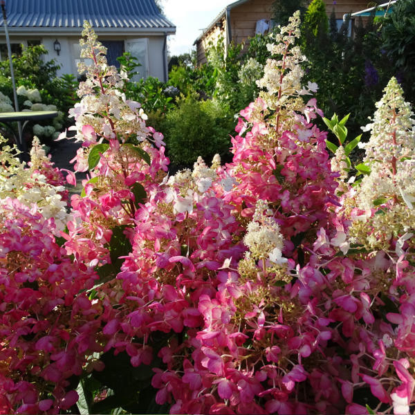 Hortensie Candlelight (1 butas), hortensie parfumata flori culori ...
