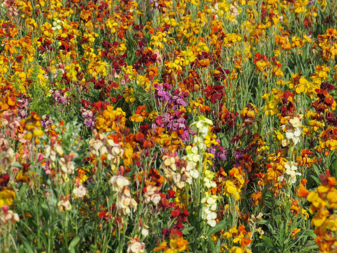 Micsunele galben-ruginii (1 g), seminte planta ornamentala bienala ...