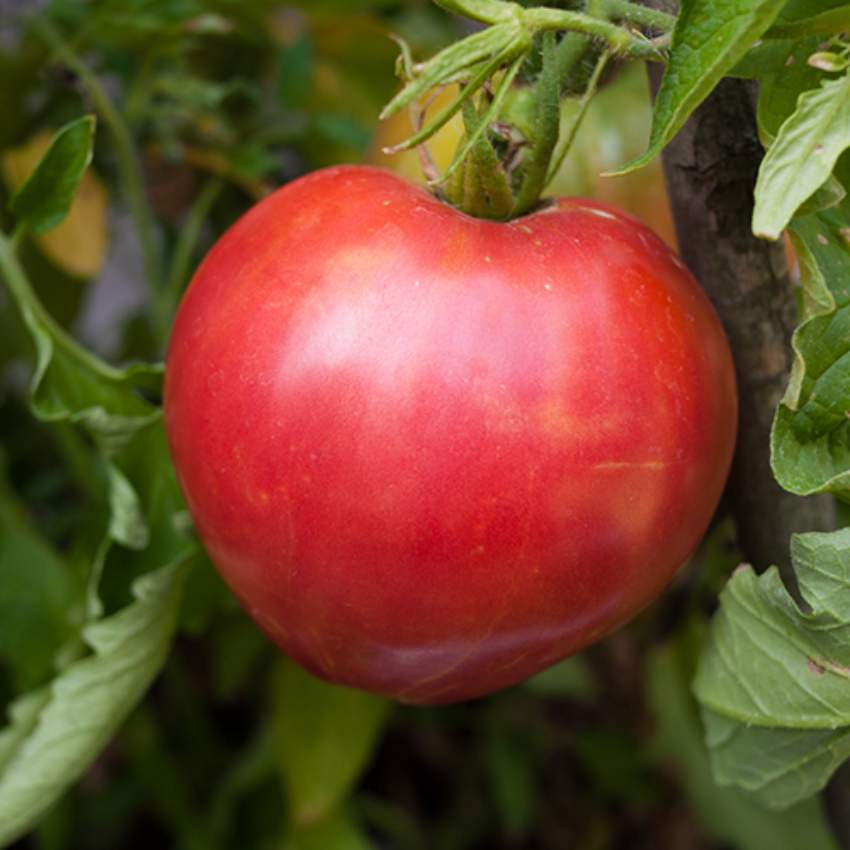 Rosii Inima de Bou roz (5 g), seminte soi sarbesc nedeterminat, tomate ...