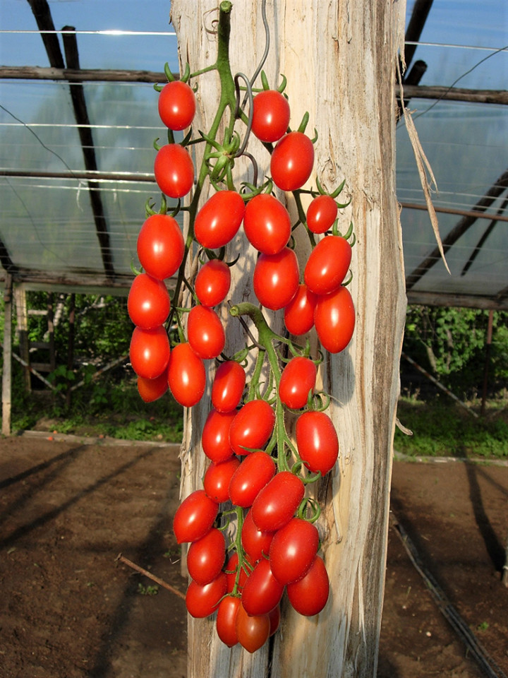 Rosii Lucinda F1 reanalizata (100 sem), seminte hibrid tomate cherry ...