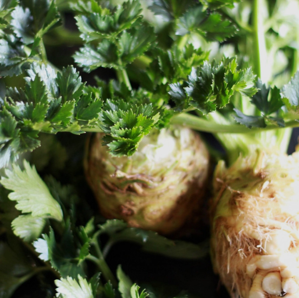 Telina radacina Dacia (5 g), seminte soi romanesc semitimpuriu, telina ...