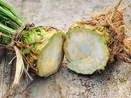 Telina radacina Giant Prague (3 g), seminte soi semitardiv productiv ...