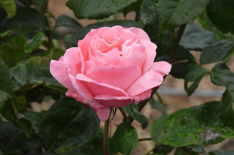 Trandafir Queen of England (1 butas), trandafiri premiati, flori mari ...