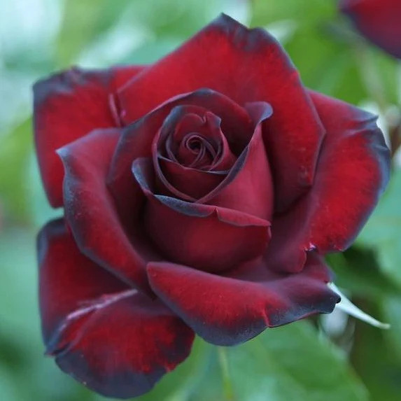 Trandafir Schwarze Madonna (1 butas), trandafiri pepiniera, flori ...