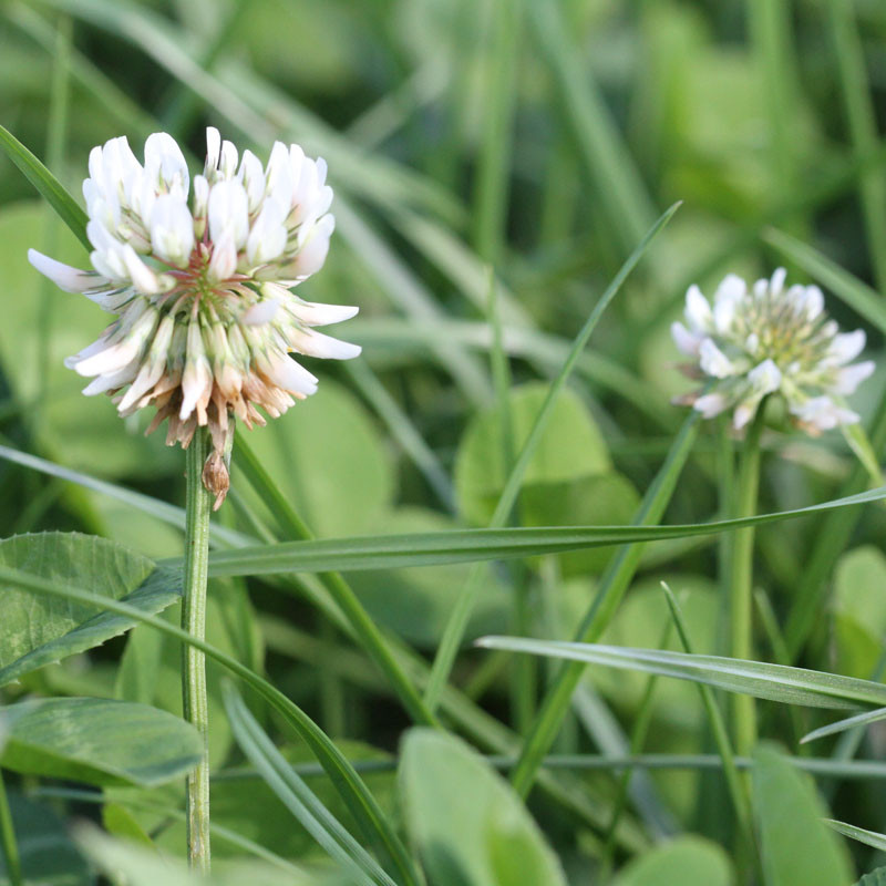 Trifoi alb Huia (400 g), seminte soi densitate mare, rezistent la ...