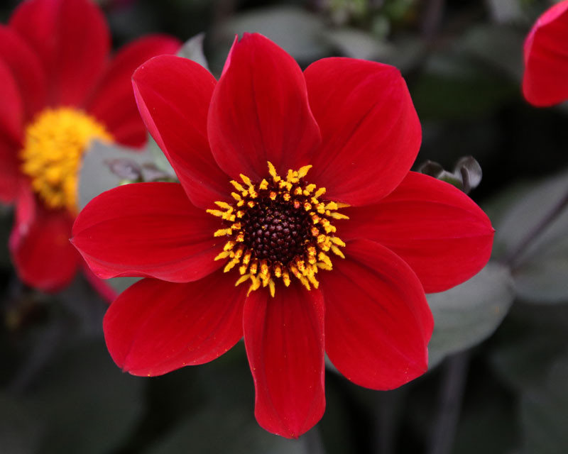 Dalie Happy Single Romeo (1 bulb), bulbi dalii flori foarte atractive ...