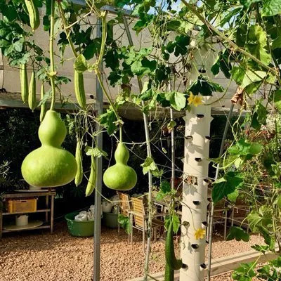 Dovleac decorativ verde Lopotok (2 g), seminte dovlecei ornamentali ...