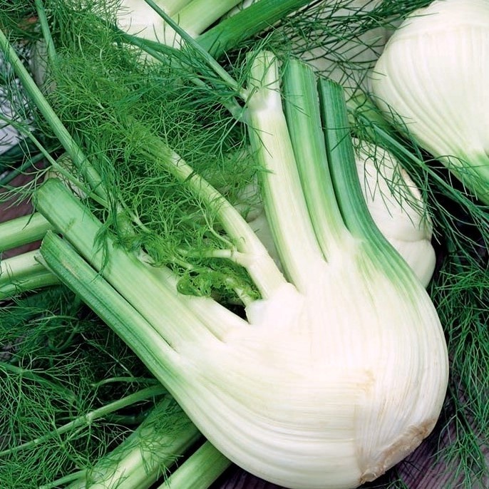 Fenicul (2 g), seminte planta aromatica medicinala anuala Foeniculum ...