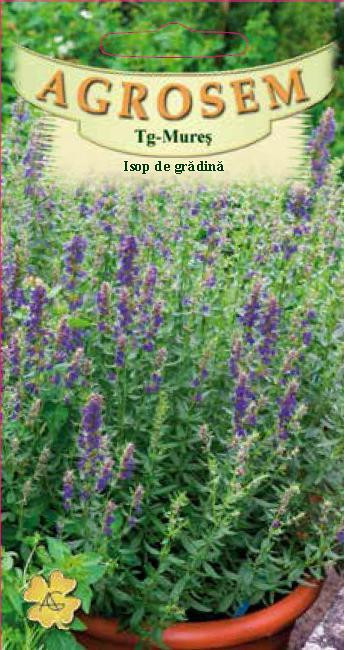 Isop de gradina (0,2 g), seminte planta aromatica medicinala perena ...