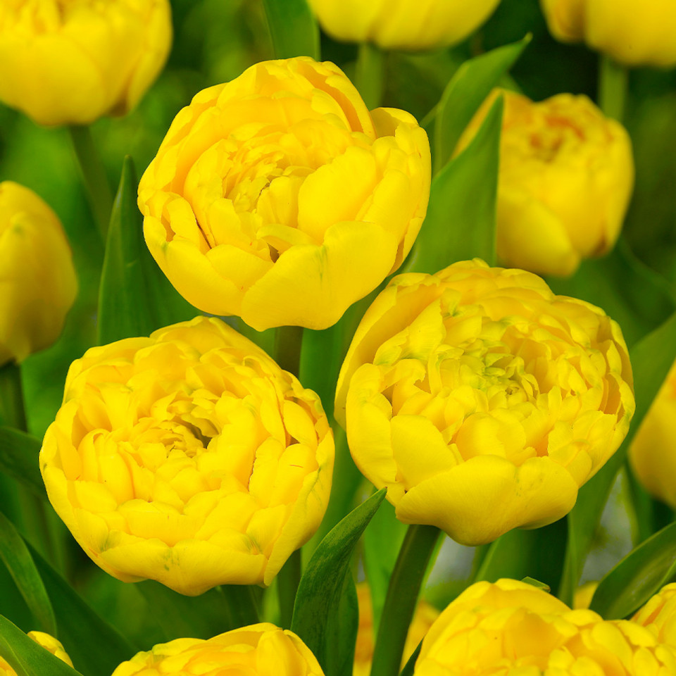 Lalele Double Beauty of Apeldoorn (8 bulbi), bulbi lalele flori batute ...