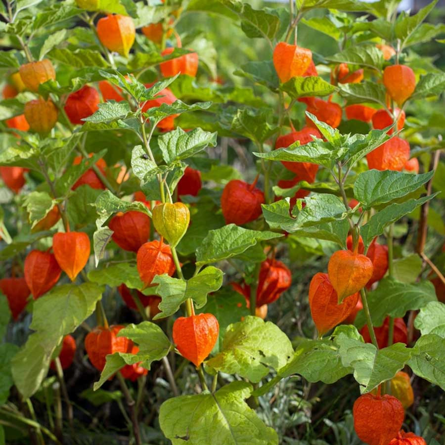 Papalau (0,1 g), seminte planta ornamentala Physalis alkekengi, fructe ...