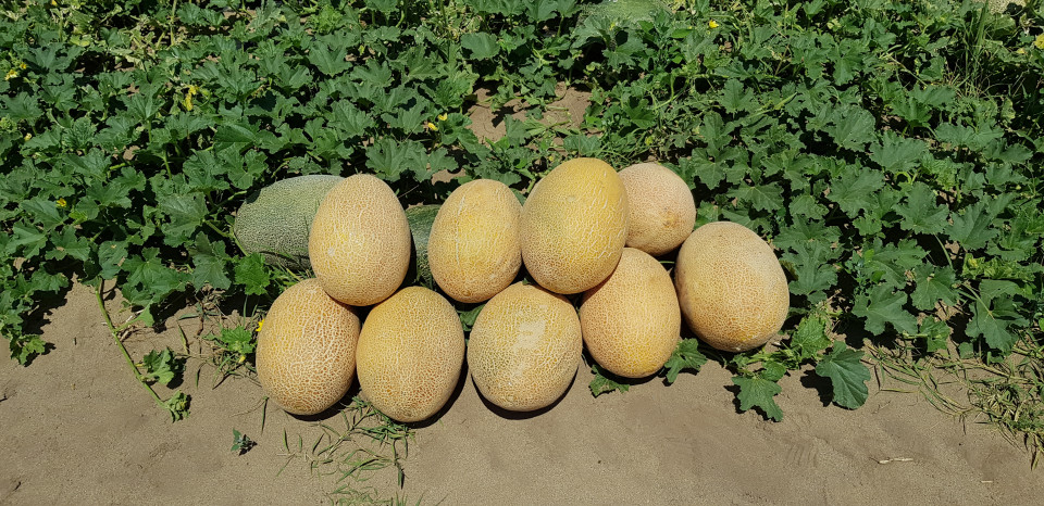 Pepene galben Rebeca F1 (500 sem), seminte hibrid timpuriu tip Ananas ...