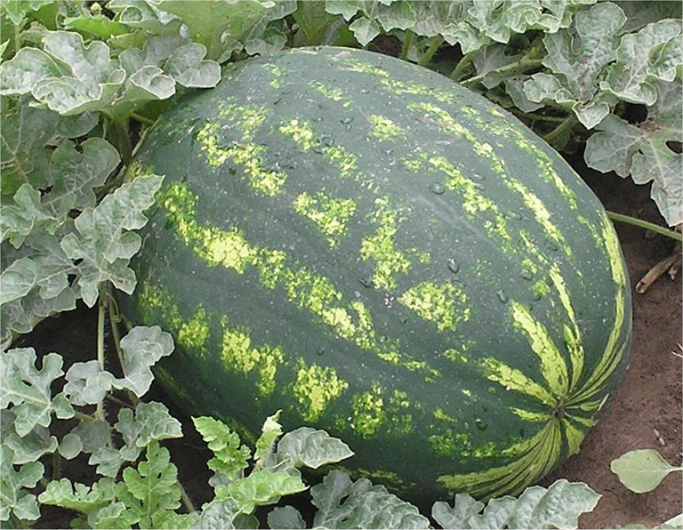 Pepene verde Varda F1 (1000 sem), seminte pepene rosu hibrid tip ...