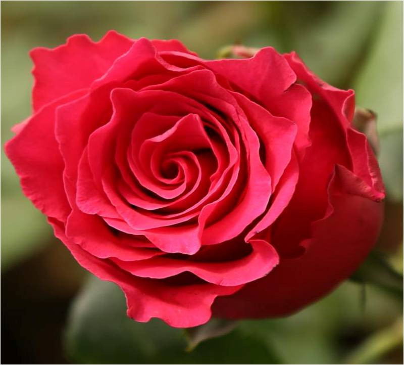 Trandafir Rhodos roz (1 butas), trandafiri pepiniera, flori mari ...