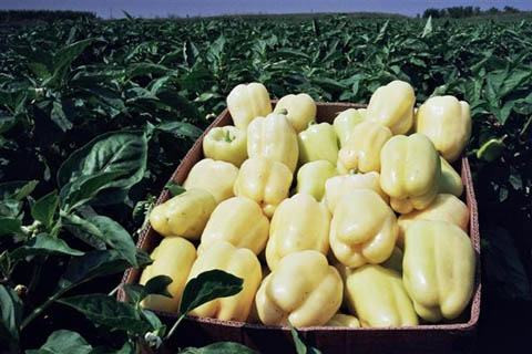 Ardei gras Belinda (10 g), seminte soi sarbesc semitimpuriu, ardei ...