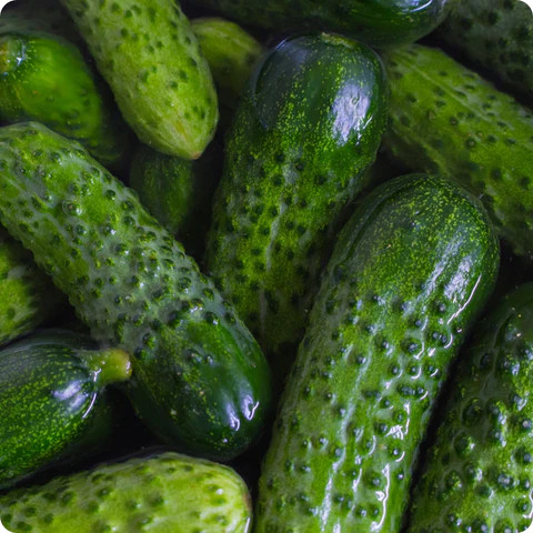 Castraveti cornichon Madita F1 (50 sem), seminte hibrid timpuriu, flori ...
