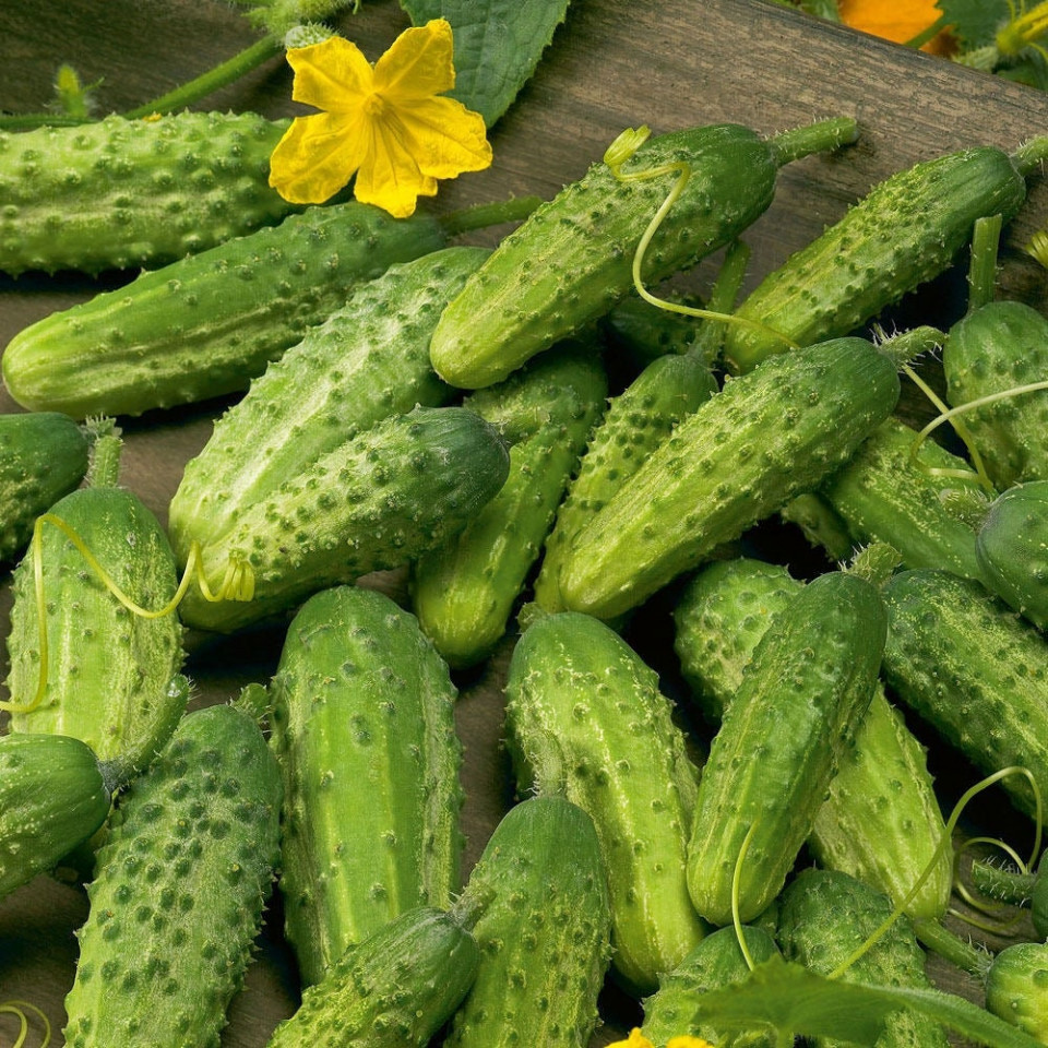 Castraveti Cornison Vert Petit de Paris (1 g), seminte soi timpuriu ...