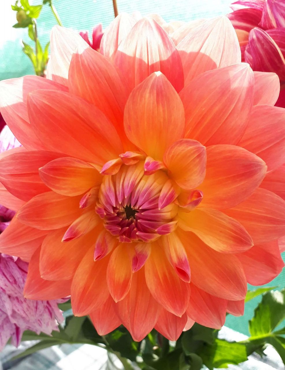 Dalie Ace Summer Sunset (1 bulb), bulbi dalii flori mari, petale orange ...