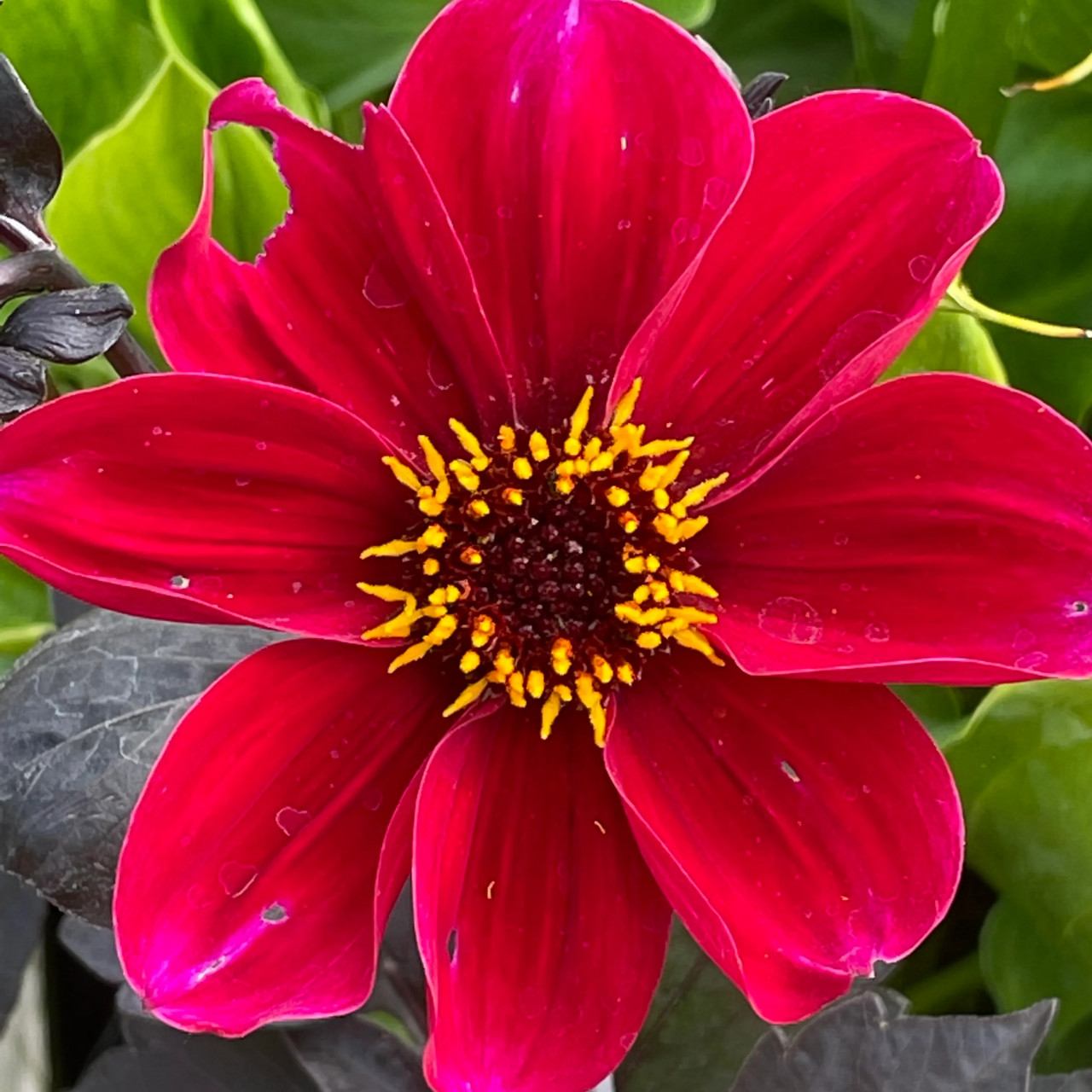 Dalie Happy Single Romeo (1 bulb), bulbi dalii flori foarte atractive ...