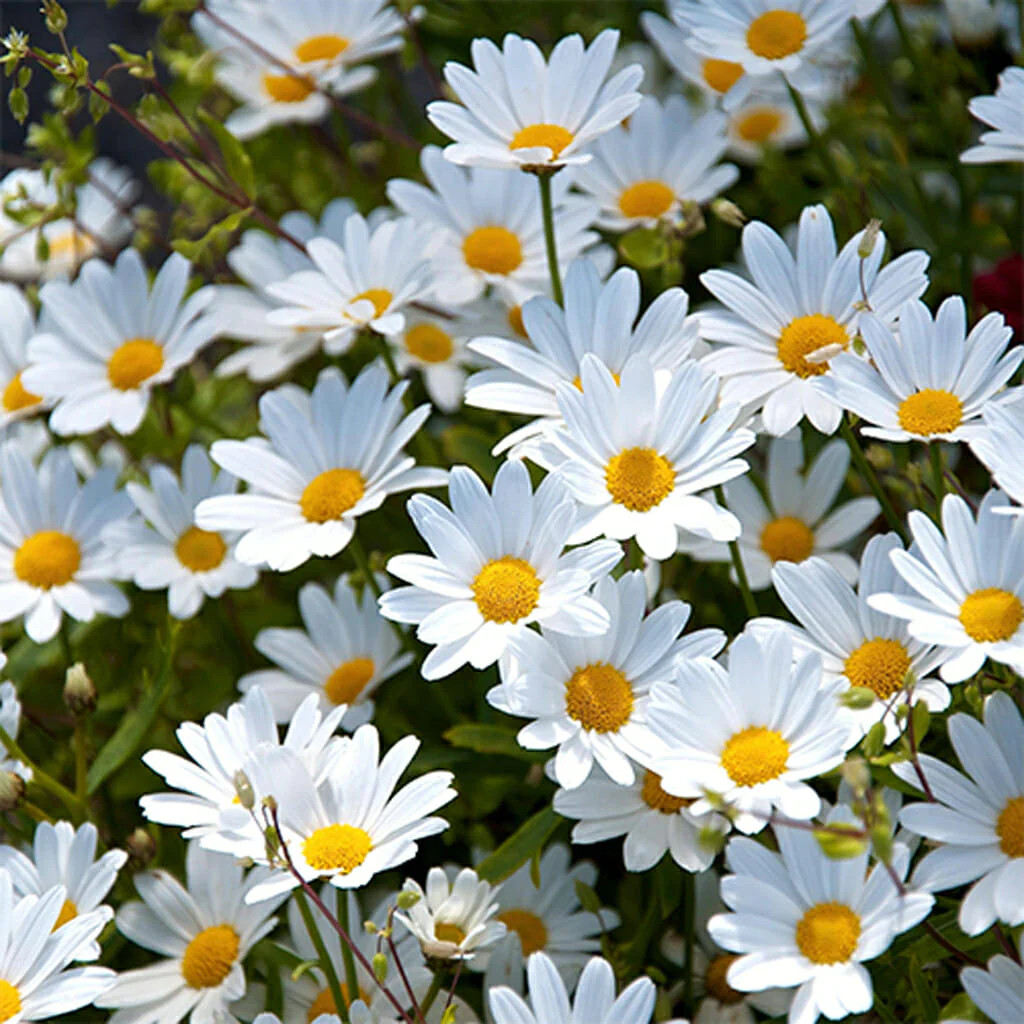 Margarete albe (0,25 g), seminte planta ornamentala Leucanthemum ...