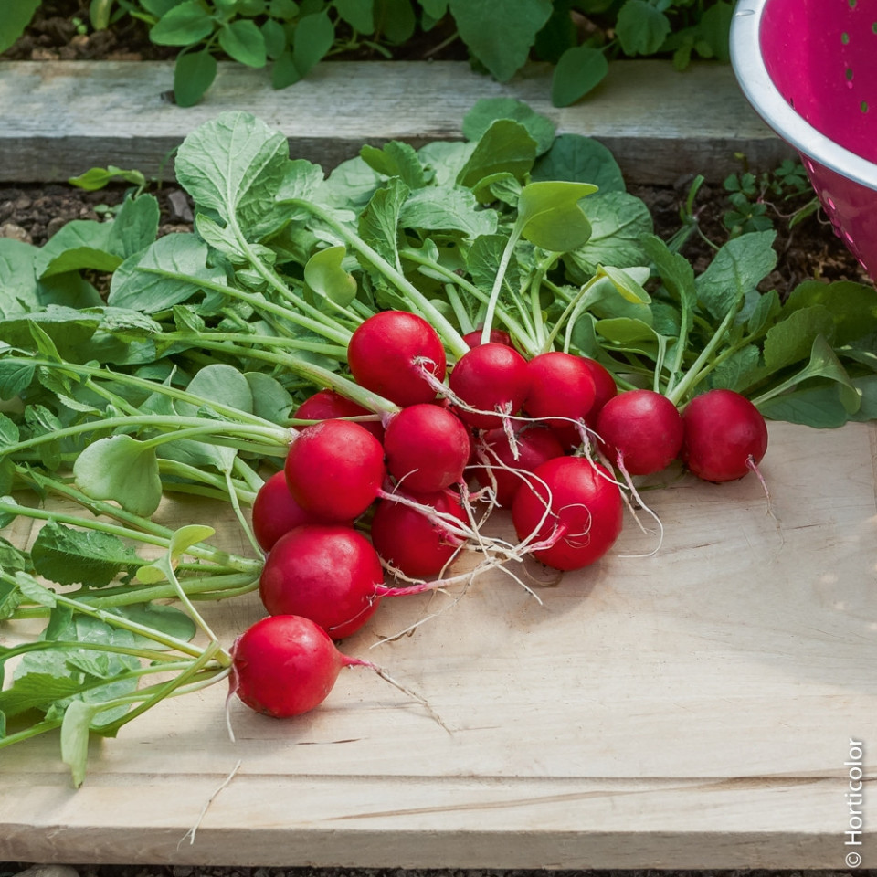 Ridichi Rond Ecarlate (4 g), seminte soi timpuriu, ridichi sferice ...