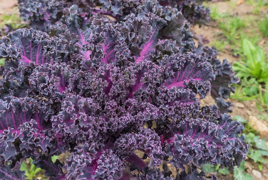 Varza kale Scarlet (1 g) seminte varza kale frunze intens crete violet ...
