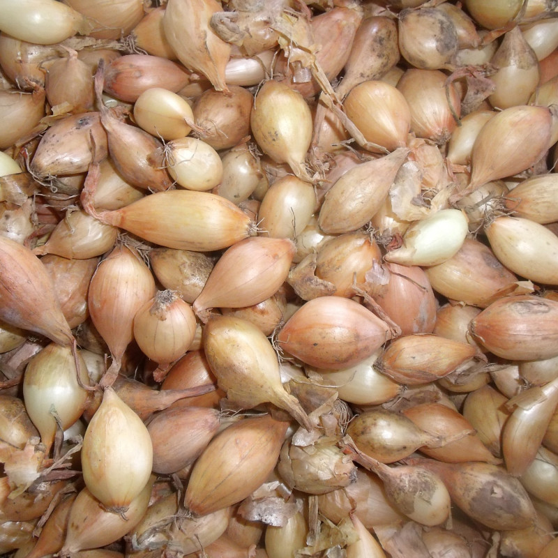 Arpagic Sturon (1 kg), arpagic calibrul 10/21 mm, ceapa galbena ...