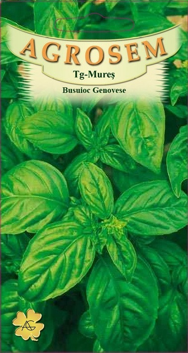 Busuioc Genovese (1,5 g), seminte planta aromatica busuioc verde frunze ...