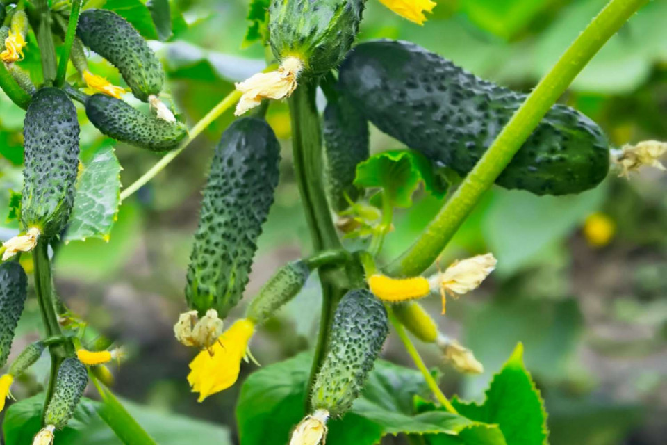 Castraveti cornichon Madita F1 (50 sem), seminte hibrid timpuriu, flori ...