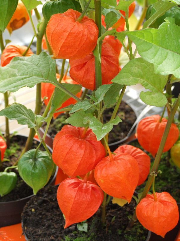 Papalau (0,1 g), seminte planta ornamentala Physalis alkekengi, fructe ...
