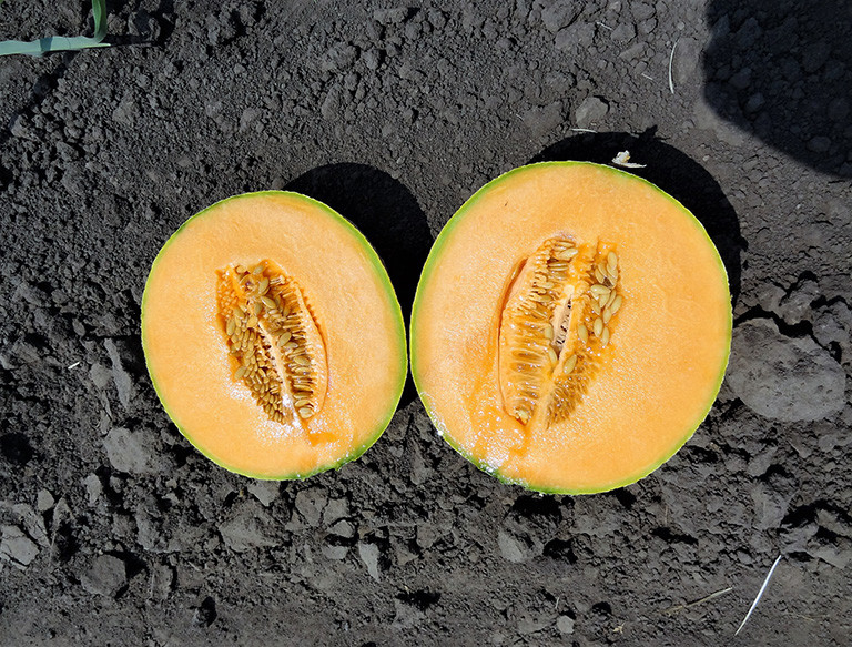 Pepene galben Portogalia F1 (500 sem), seminte hibrid timpuriu, pepene ...