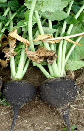 Ridichi Noir Gros Rond d'Hiver (1 kg), seminte ridichi negre de iarna ...