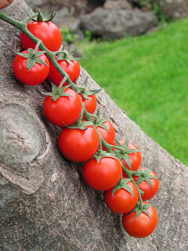 Rosii Shiren F1 (100 sem), seminte hibrid timpuriu, tomate cherry ...