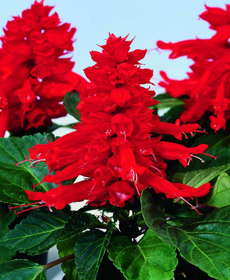 Salvia splendens (0,2 g) seminte salvie decorativa, flori rosii forma ...