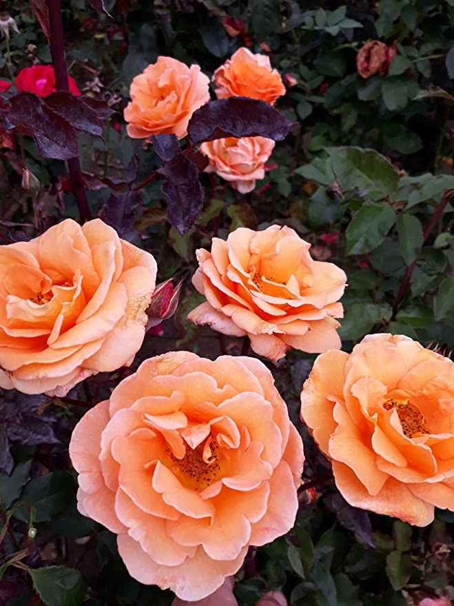 Trandafir Doris Tysterman (1 butas), trandafiri flori mari, portocalii ...