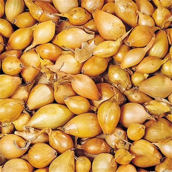 Arpagic Sturon (1 kg), arpagic calibrul 10/21 mm, ceapa galbena ...