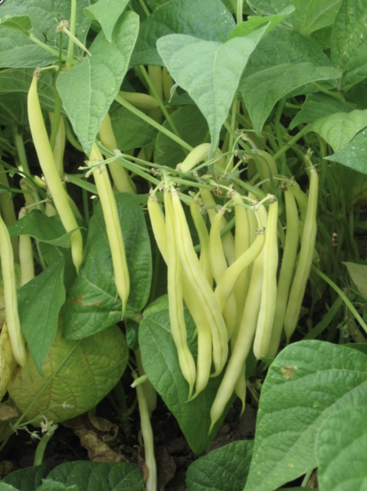 Fasole pitica Goldrush (1 kg), seminte soi fasole oloaga galbena ...